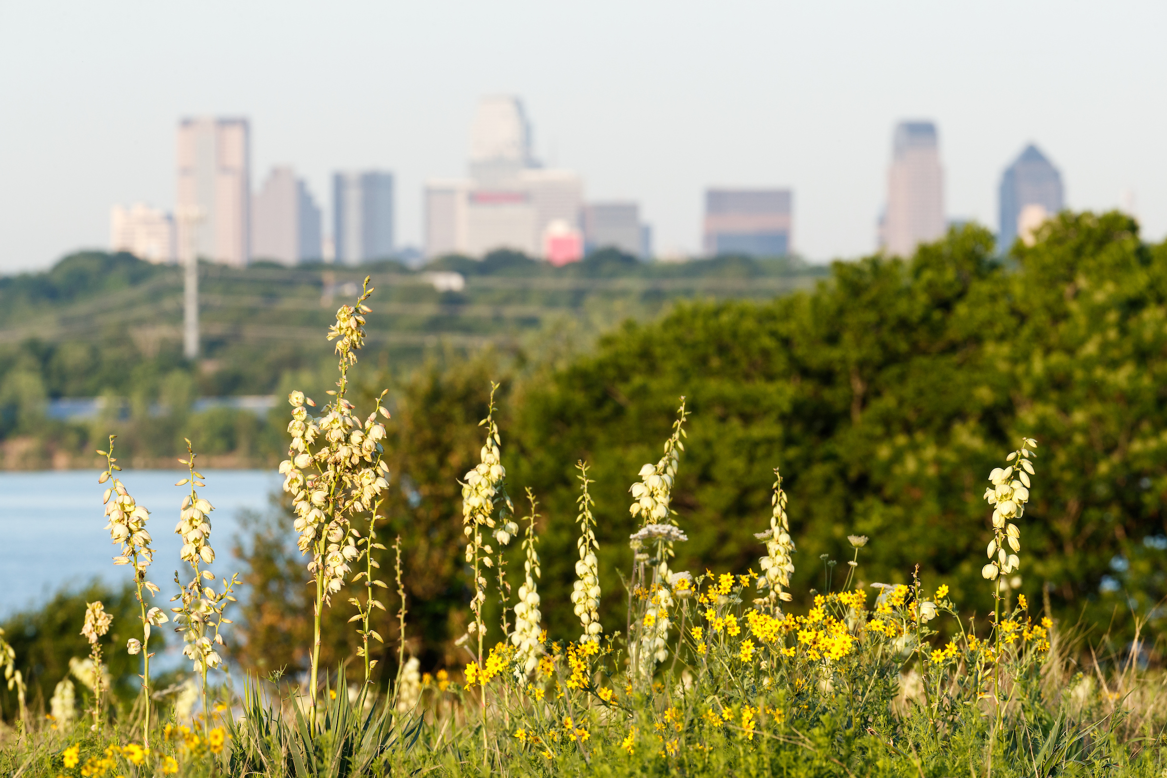 Blackland Prairie Chapter— at Oak Cliff Earth Day – NPAT