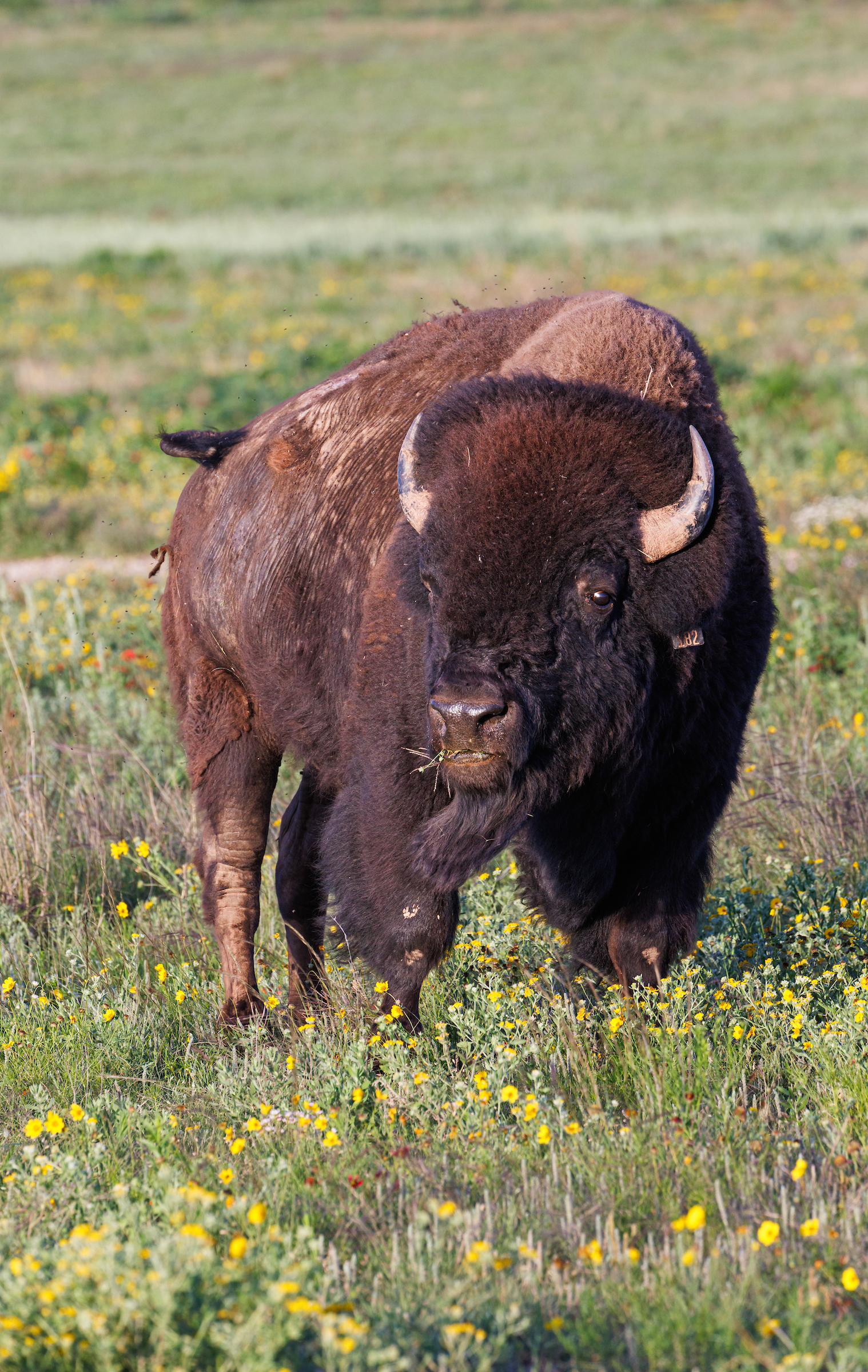 NPAT – Keeping Texas Prairie