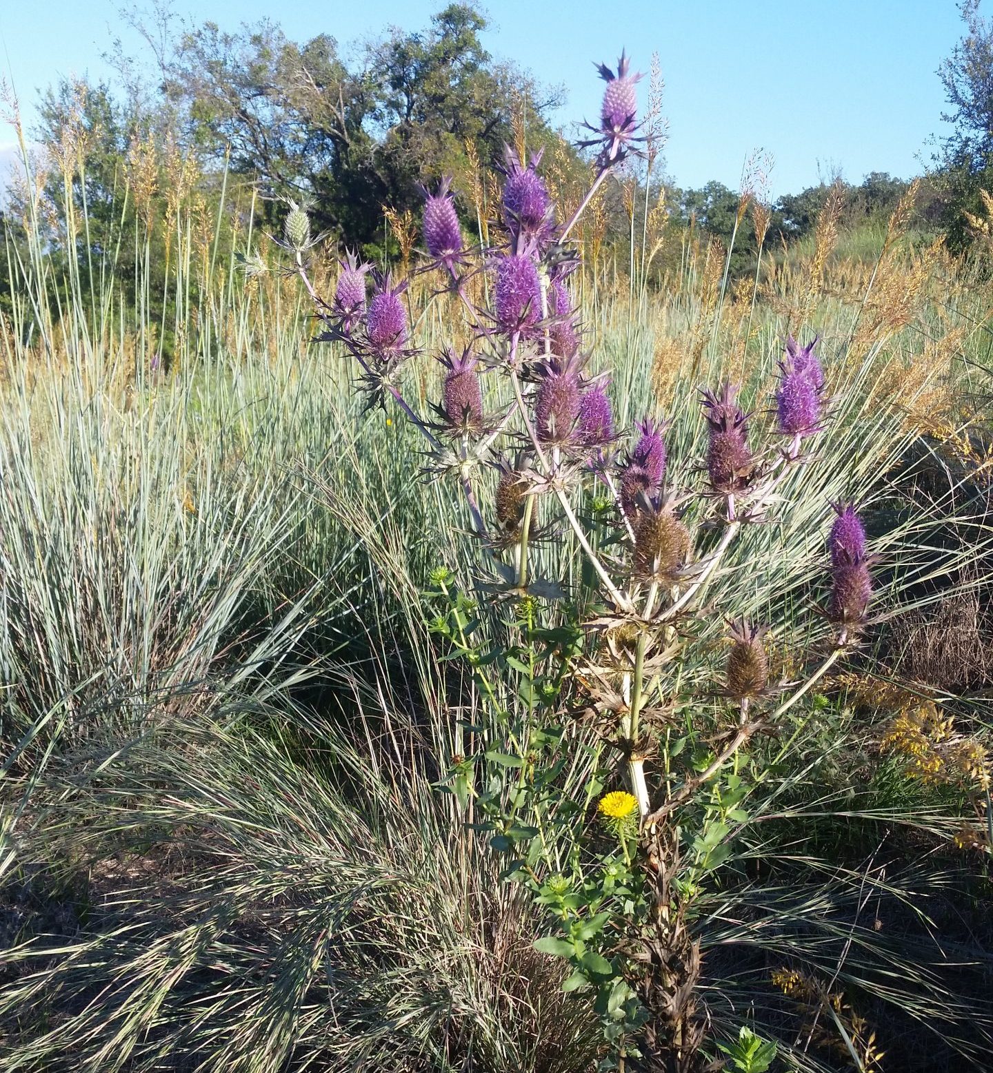 Fort Worth Chapter — Breckinridge Park Prairie Tour – NPAT