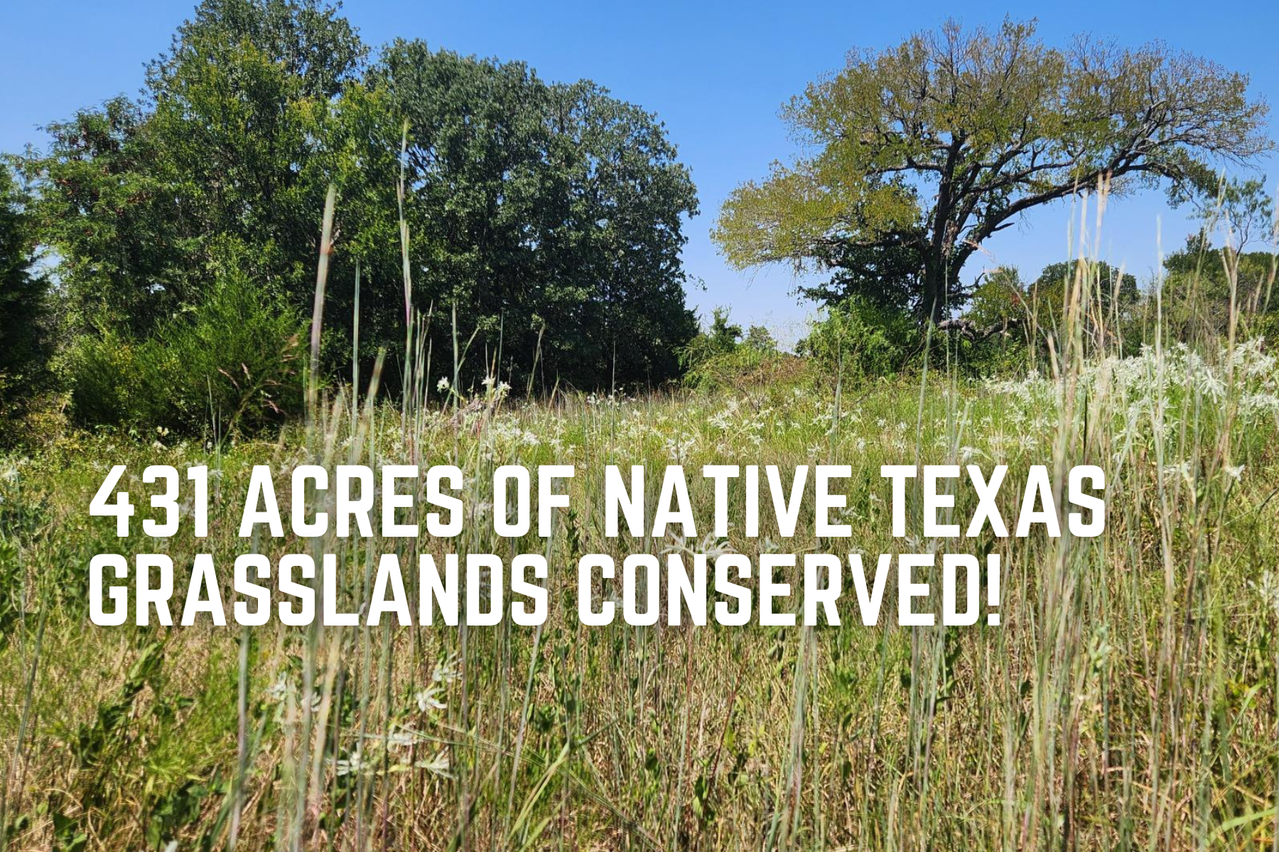 NPAT – Keeping Texas 'Prairie'